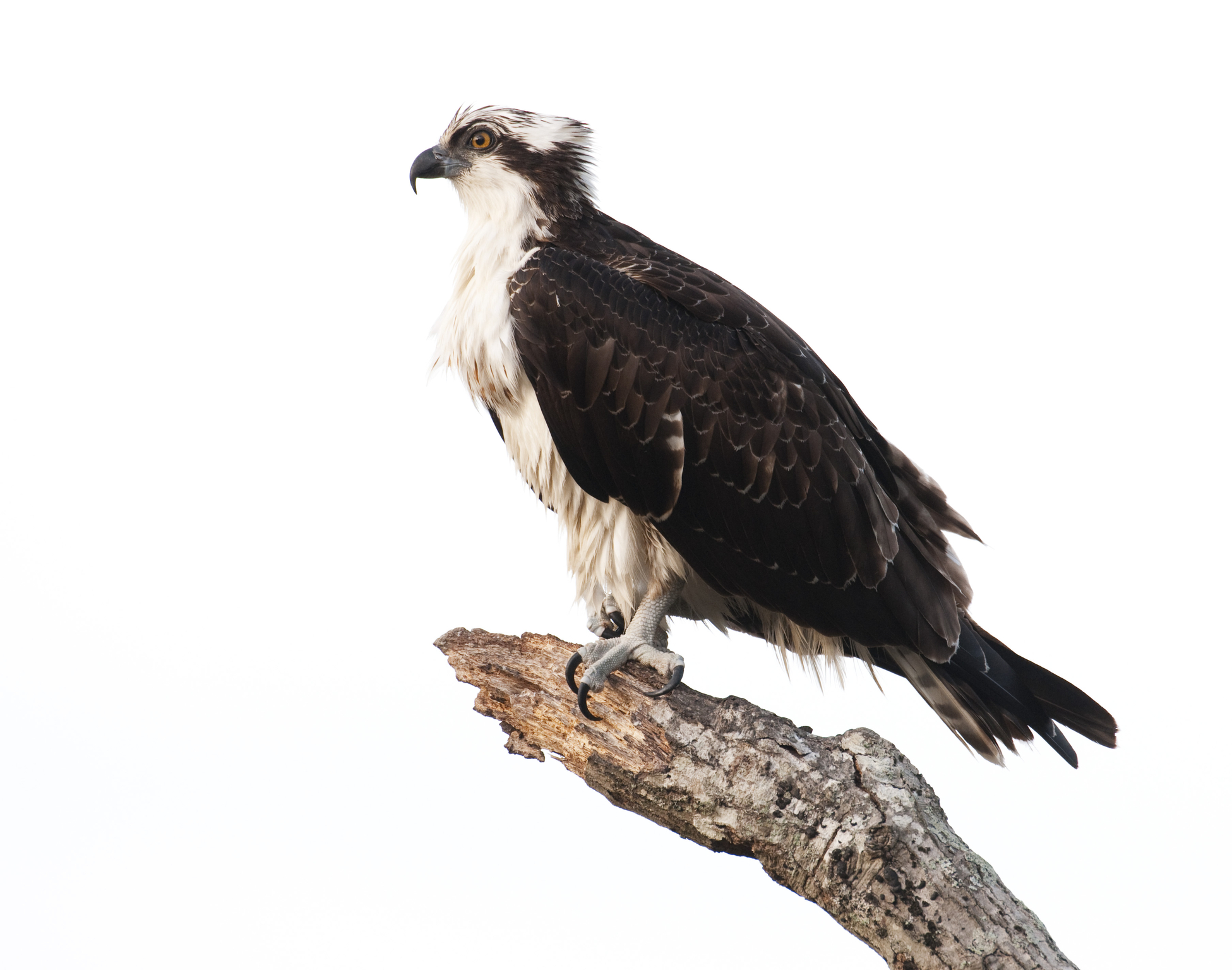 Animals : Critter Control of Cape Cod